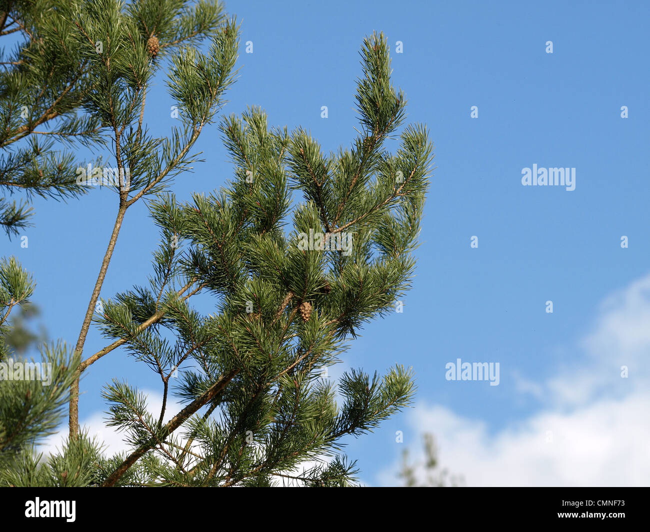 Pine fir pinus kiefer hi-res stock photography and images - Alamy