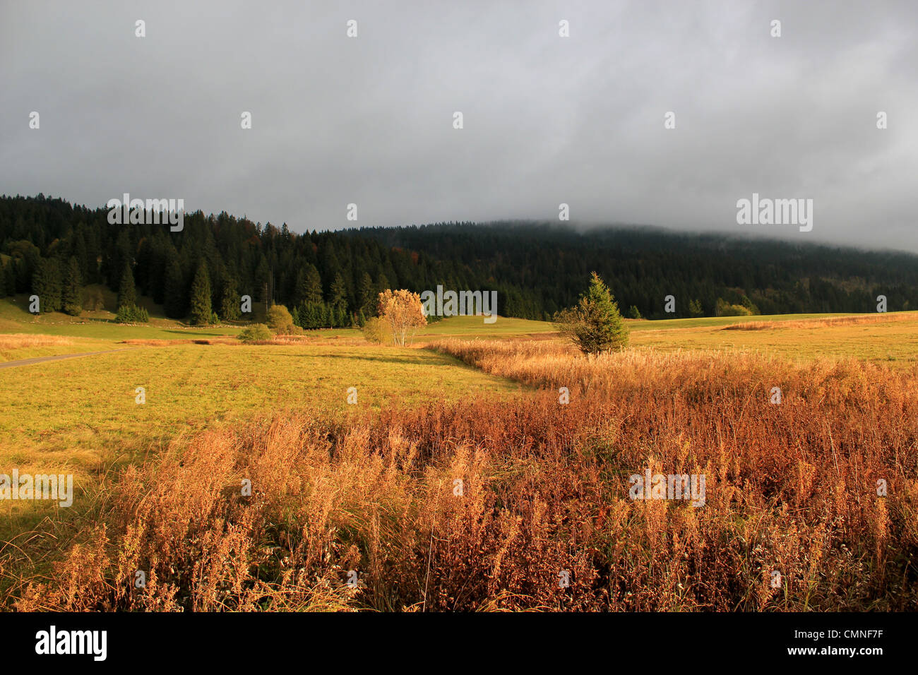 Beautiful landscape with alone trees and a forest of fir trees by ...