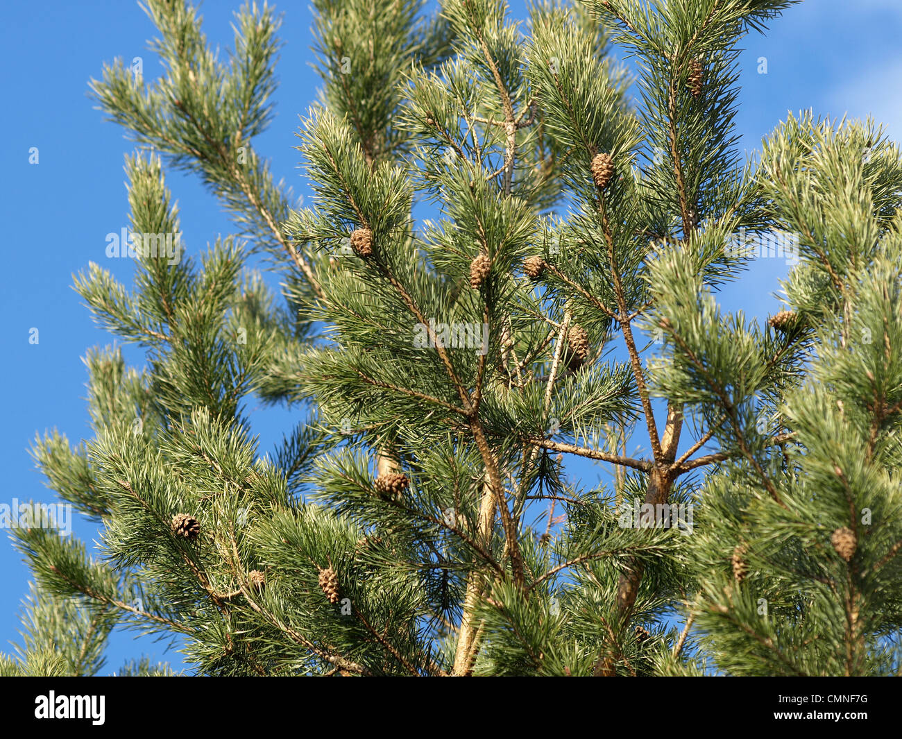 Pine fir pinus kiefer hi-res stock photography and images - Alamy