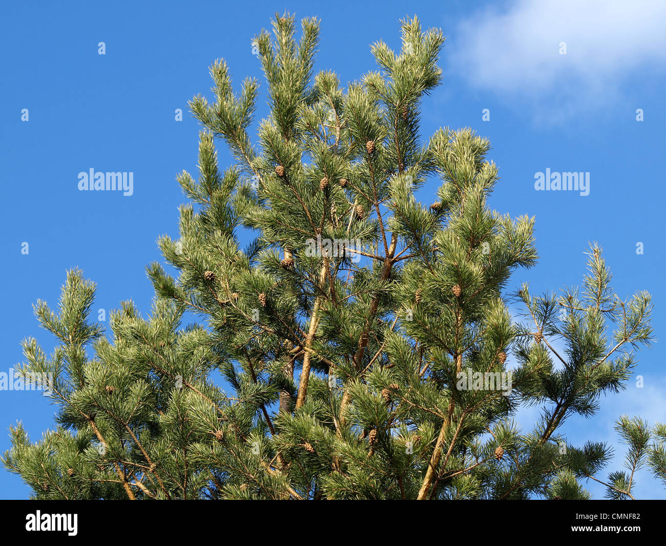Coniferales pine needles hi-res stock photography and images - Alamy