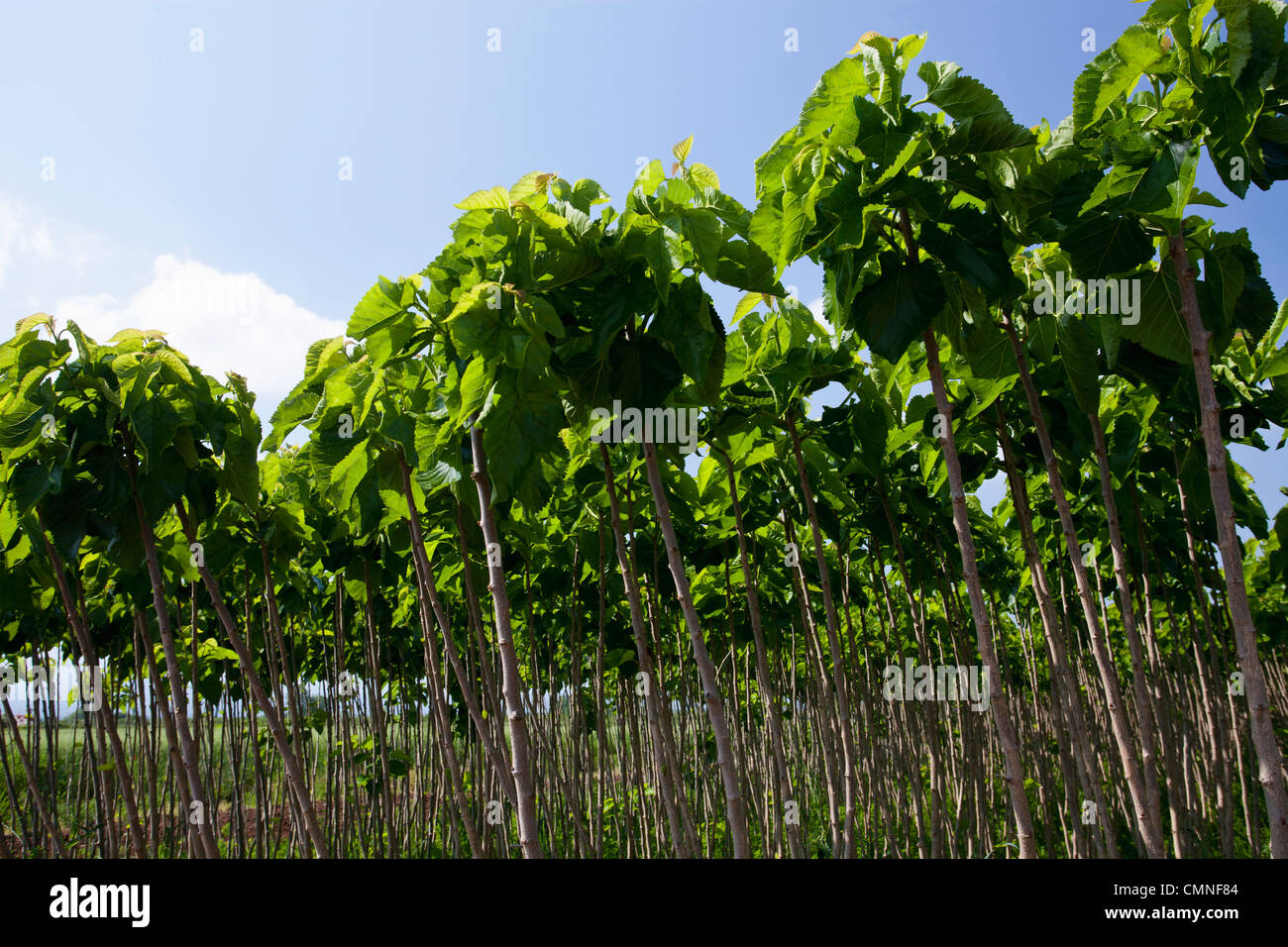Verioa Catalpa bignonioides young Indian Bean Trees lined up at a ...