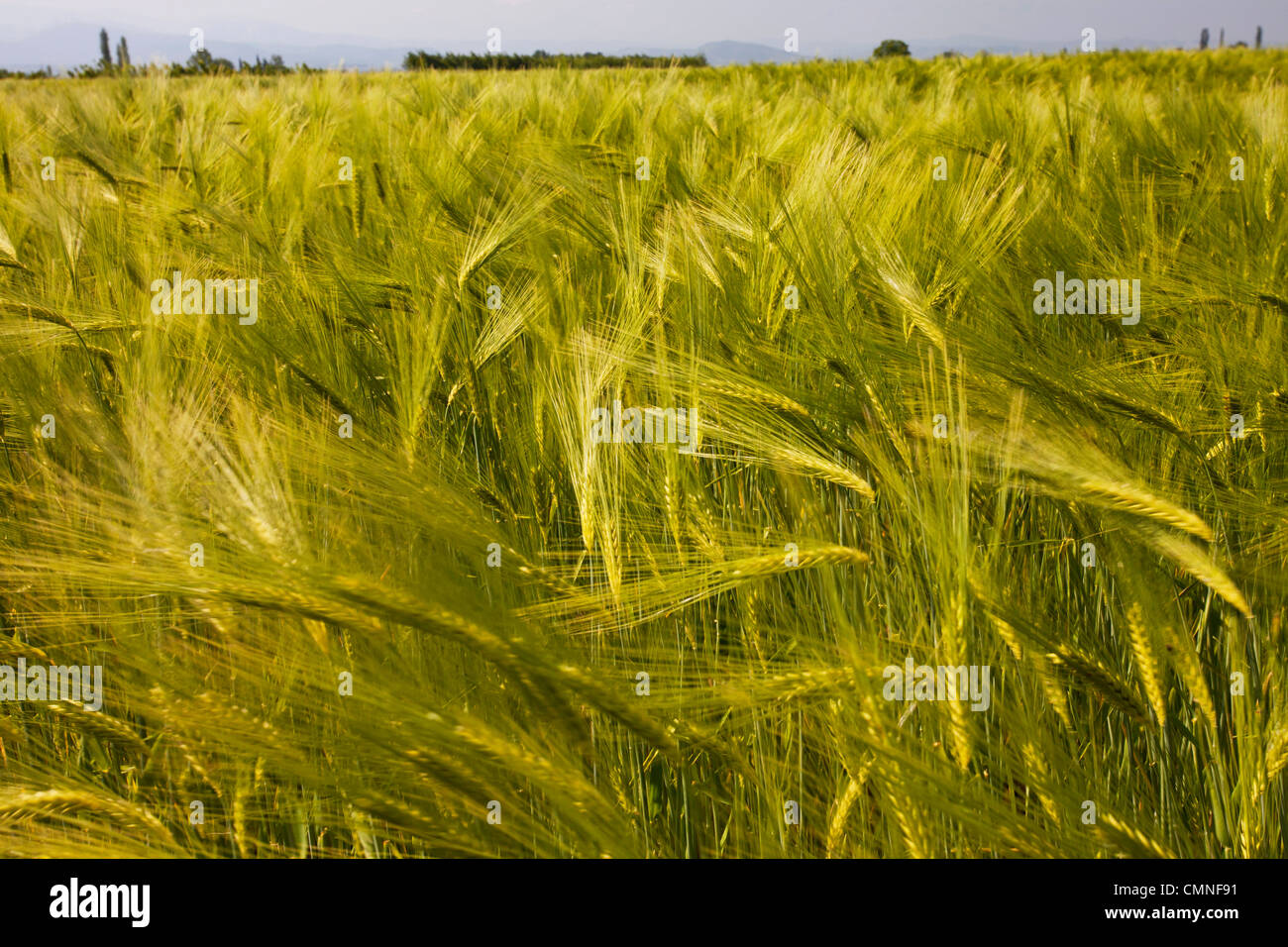 Greece wheat hi-res stock photography and images - Alamy