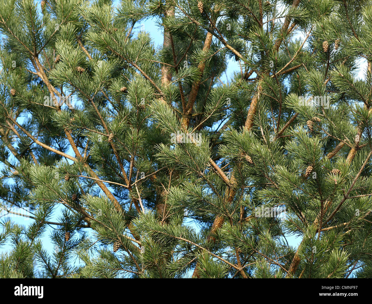 Coniferales pine needles hi-res stock photography and images - Alamy