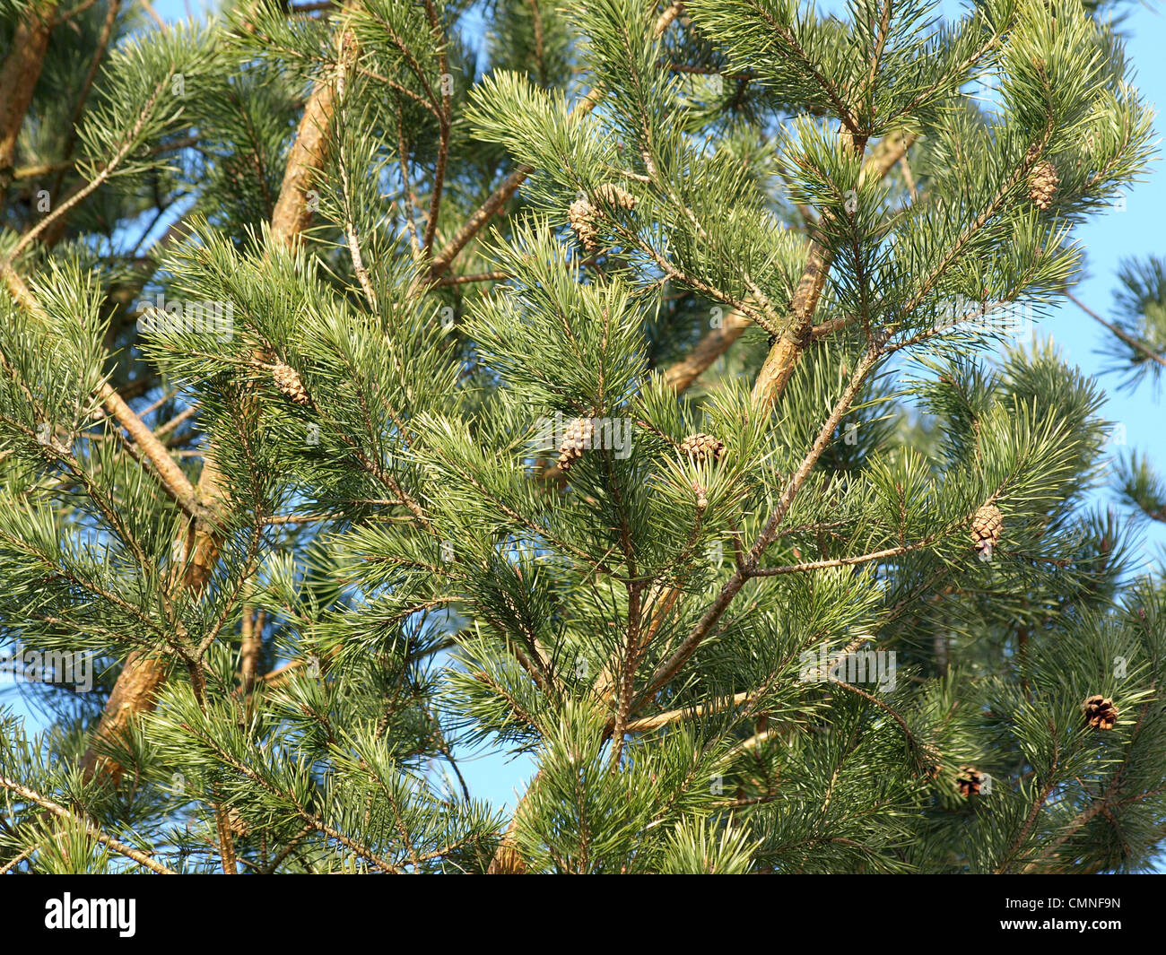 Pine fir pinus kiefer hi-res stock photography and images - Alamy