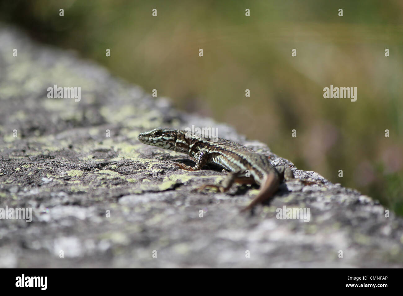 Conceal the lizard hi-res stock photography and images - Alamy