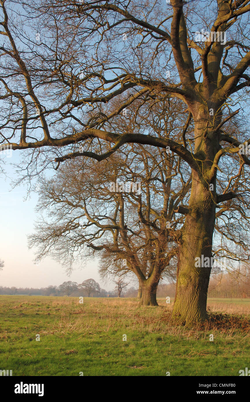 Springtime trees in late afternoon sun near Spixworth, Norfolk, UK ...