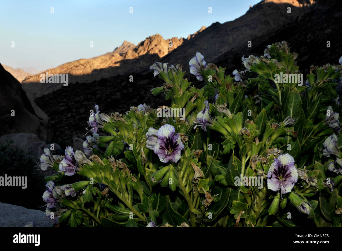 Desert flower plants negev sinai israel vertical hi-res stock ...