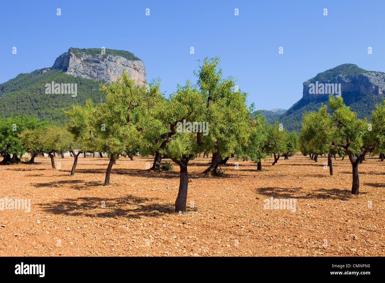 Olive trees from Majorca soil from mediterranean islands of Spain Stock ...