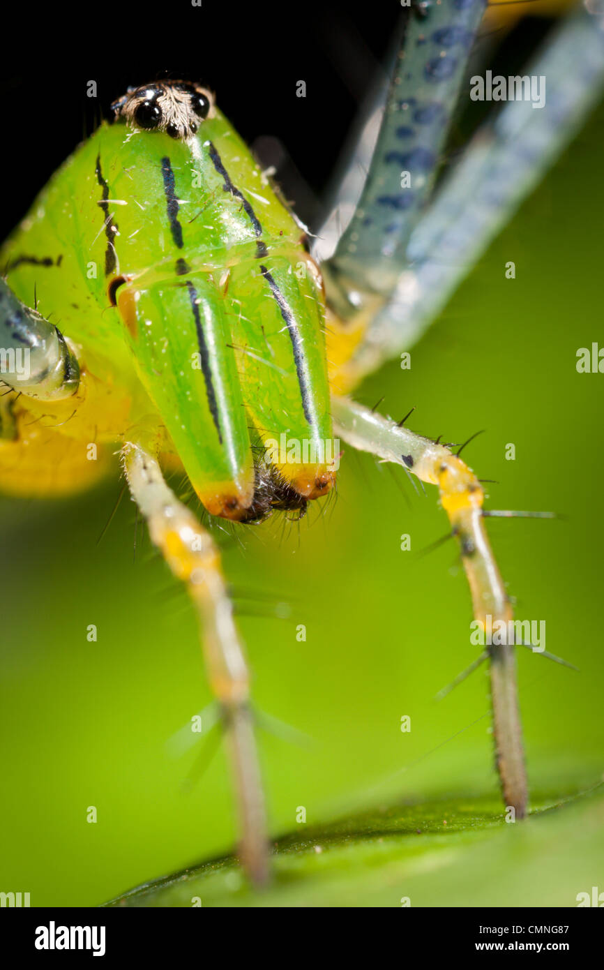 Spider lynx spider hi-res stock photography and images - Alamy