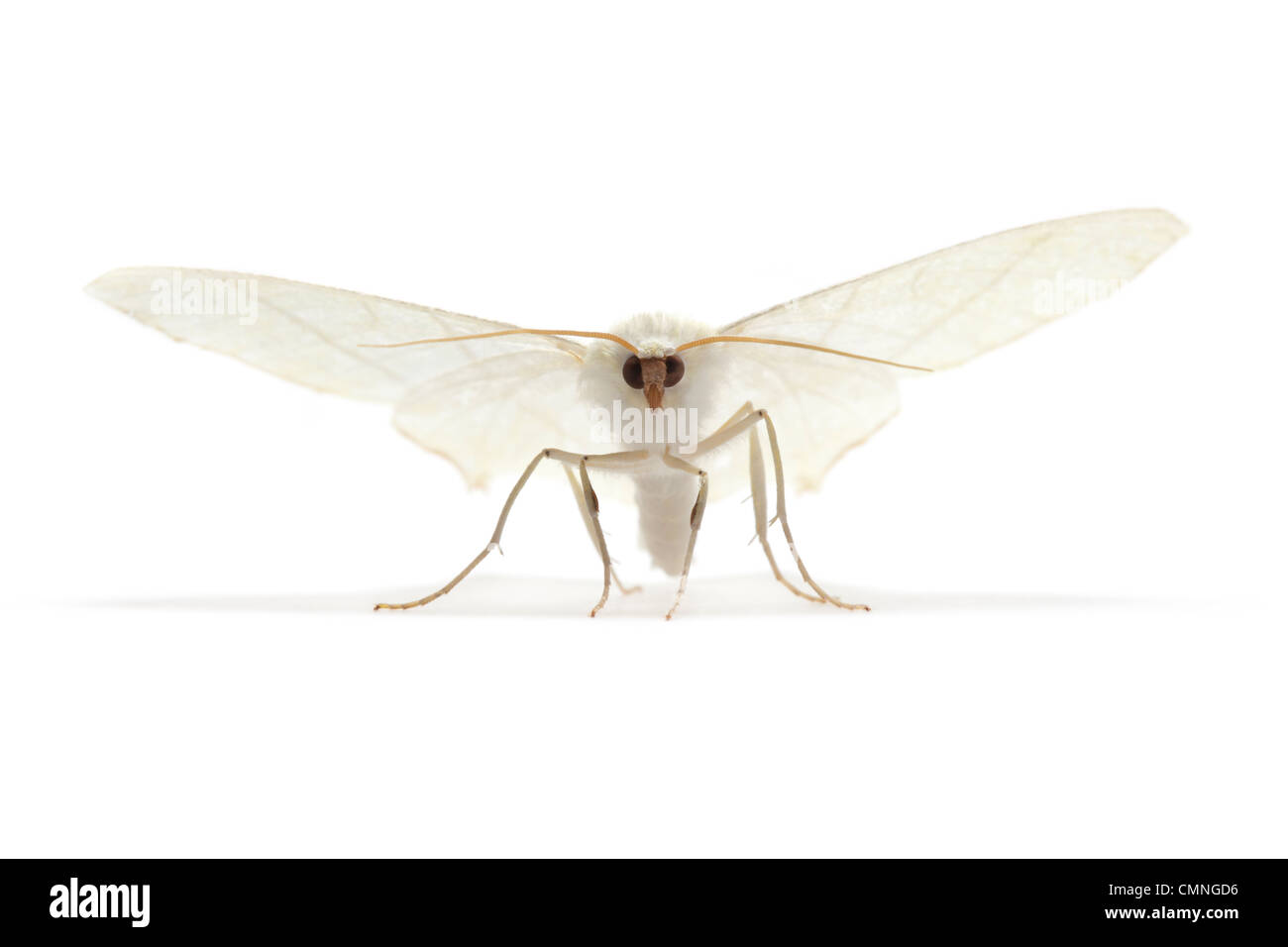 The moth hi-res stock photography and images - Alamy