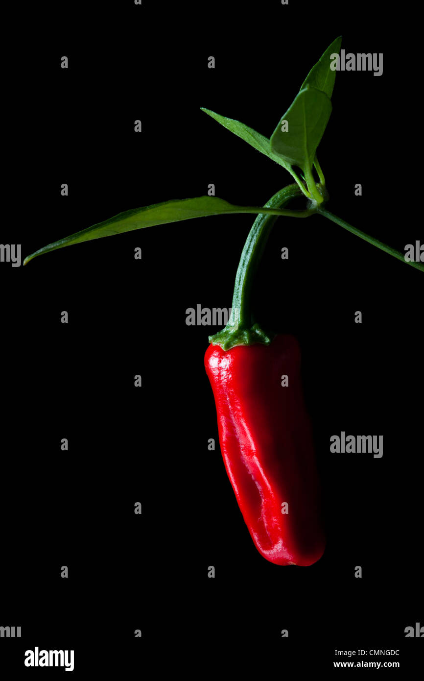 Capsicum annuum on plant hi-res stock photography and images - Alamy