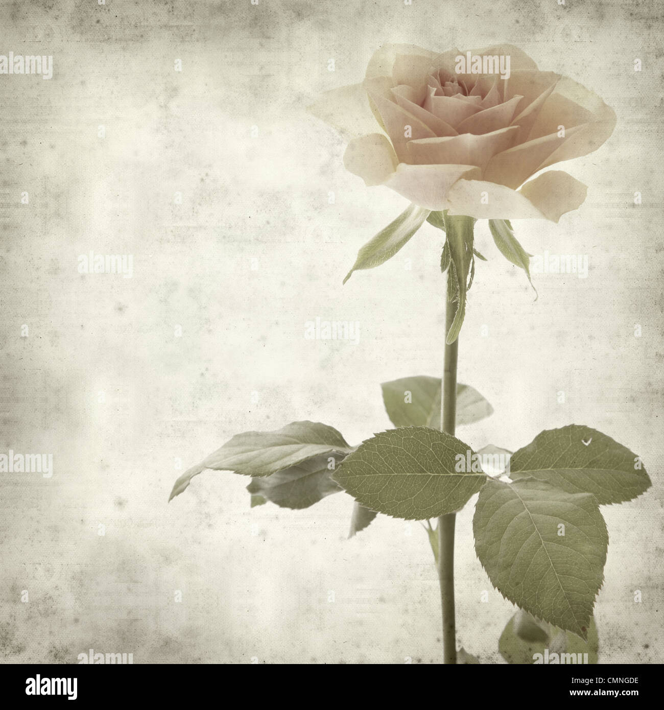 textured old paper background with single orange rose Stock Photo - Alamy