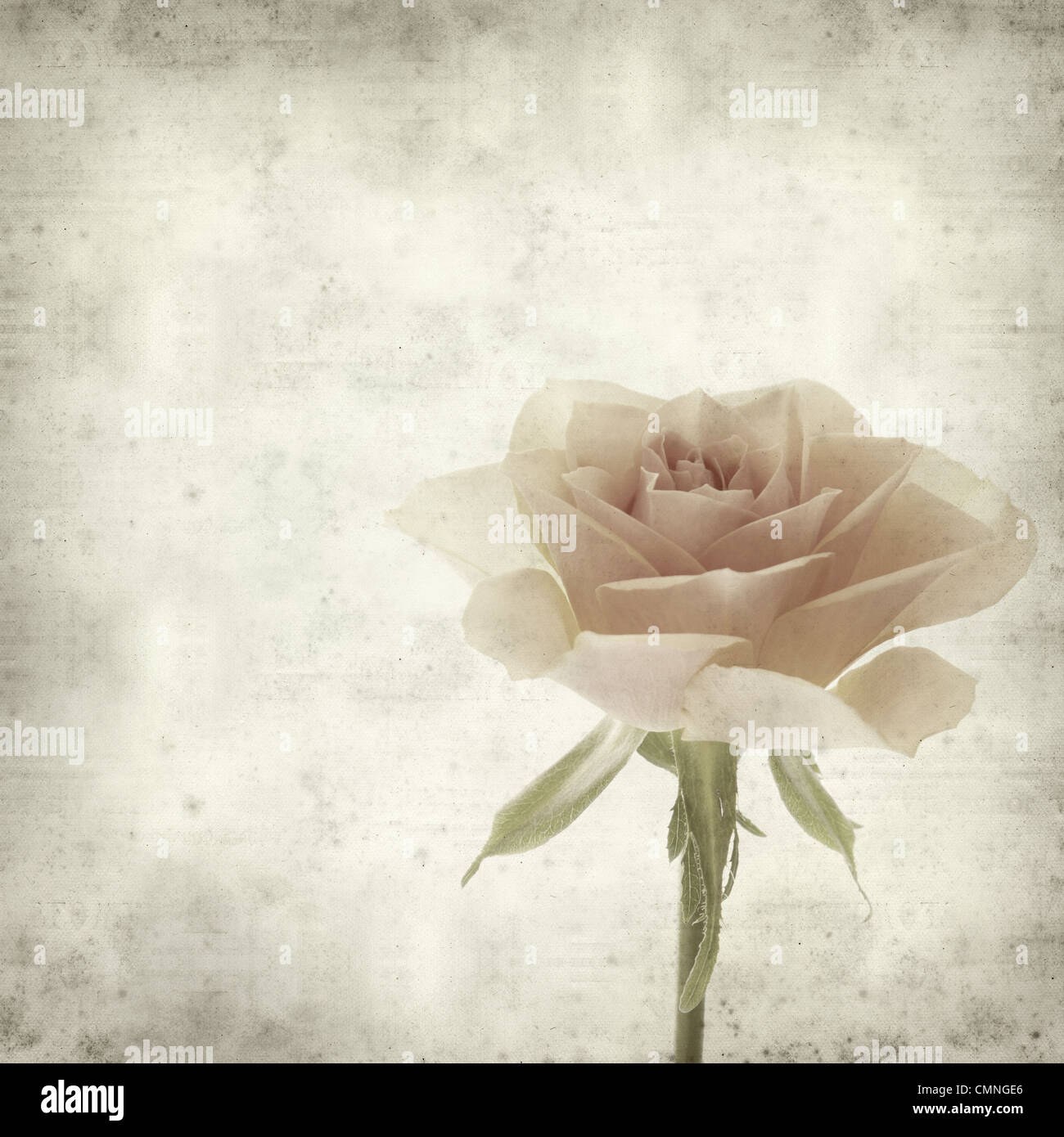 textured old paper background with single orange rose Stock Photo - Alamy