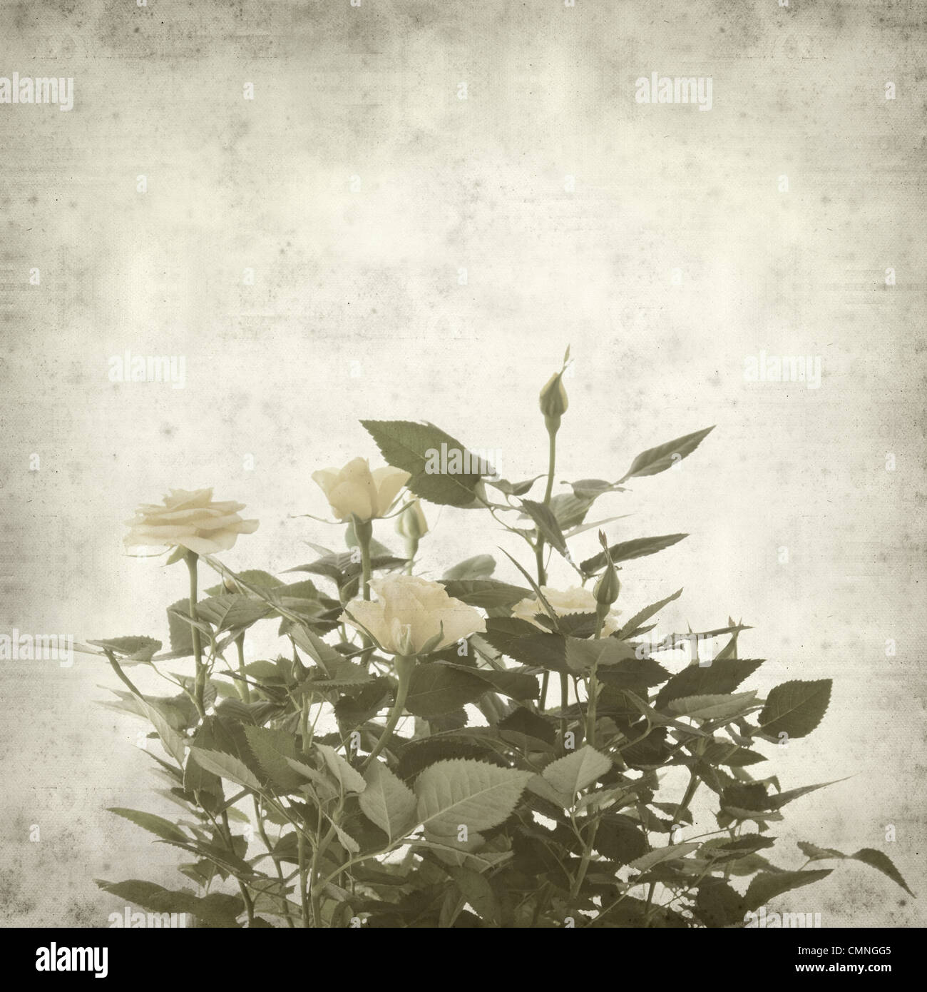 textured old paper background with pale yellow rose Stock Photo - Alamy