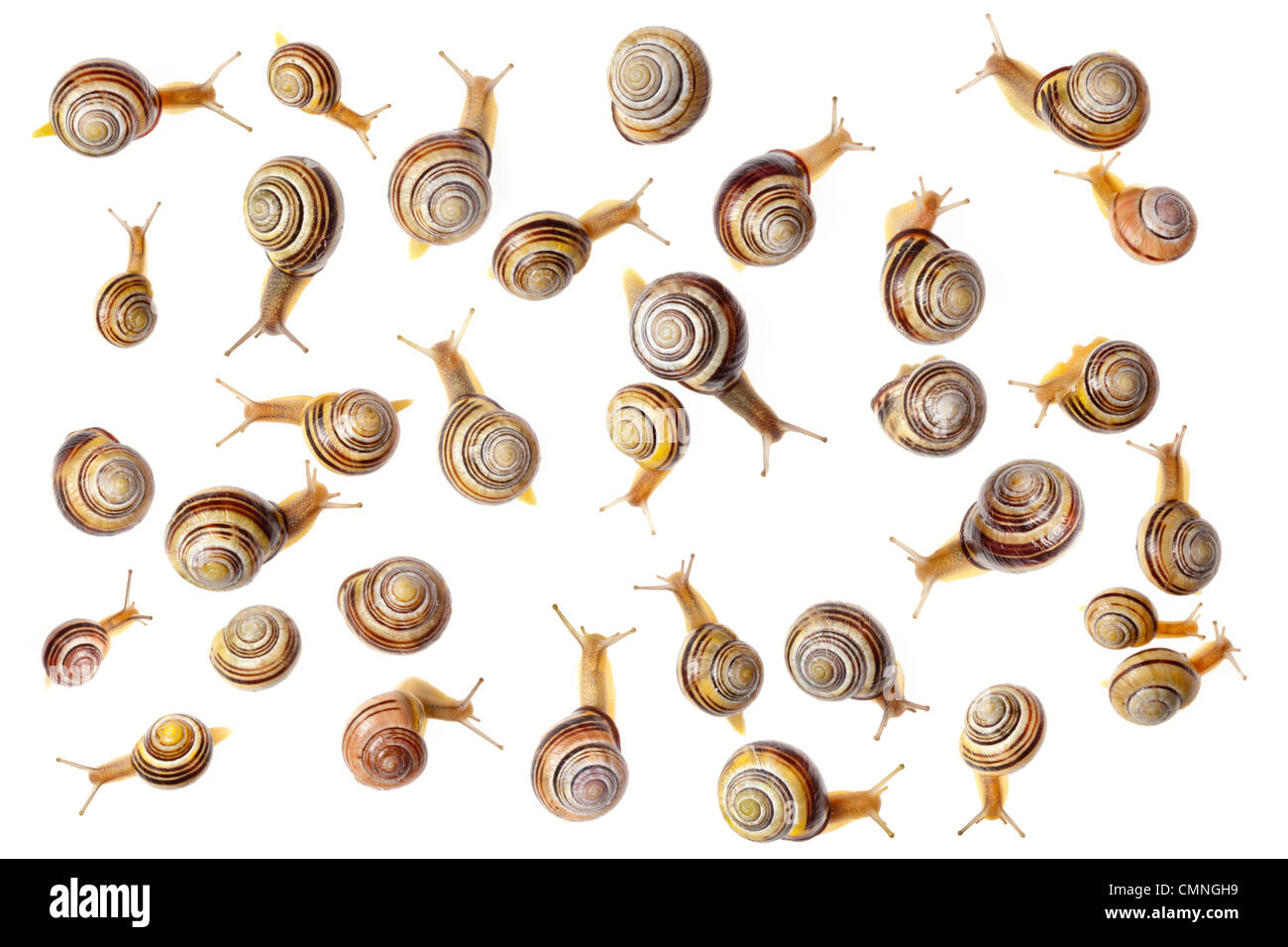 Brown Lipped Snails High Resolution Stock Photography and Images - Alamy