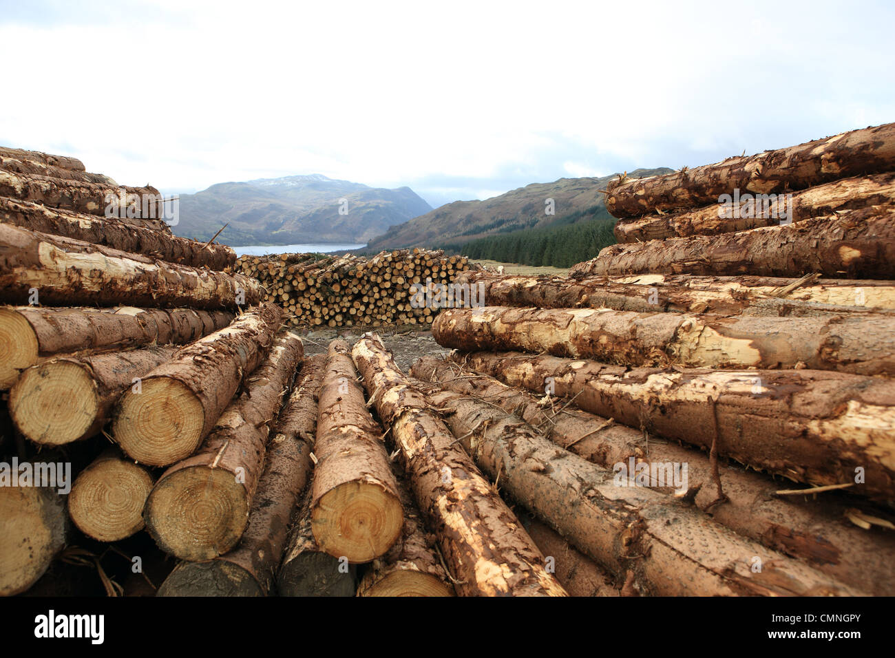 Felled trees stripped and stacked Stock Photo - Alamy