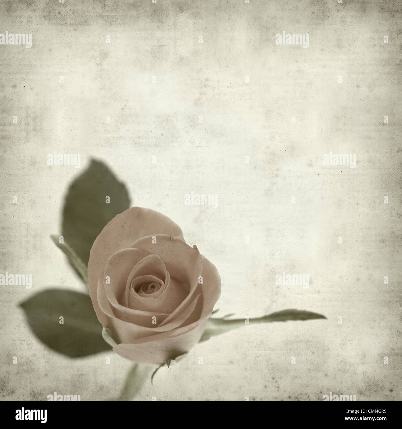 textured old paper background with single orange rose Stock Photo - Alamy