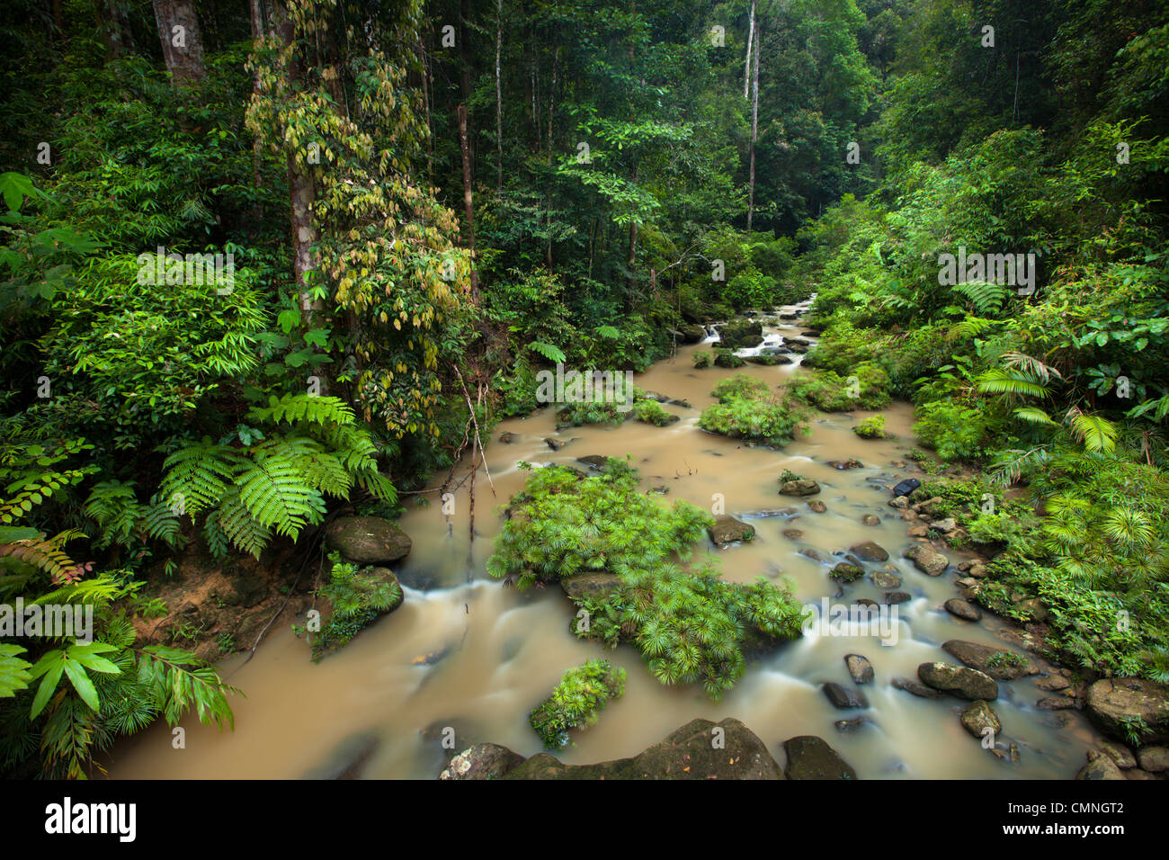 River flowing through lush rainforest, Maliau Basin, Sabah, Borneo ...