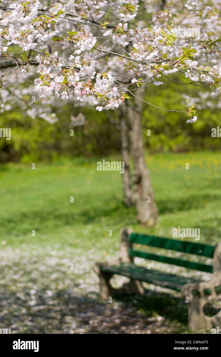 Cherry blossom tree with a bench in the background, High Park, Toronto ...