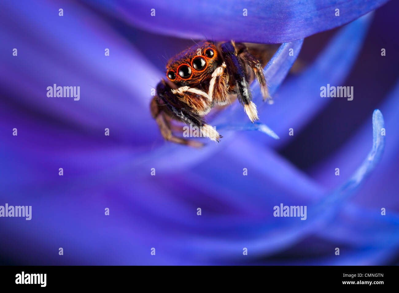 Blue jumping spider hi-res stock photography and images - Alamy