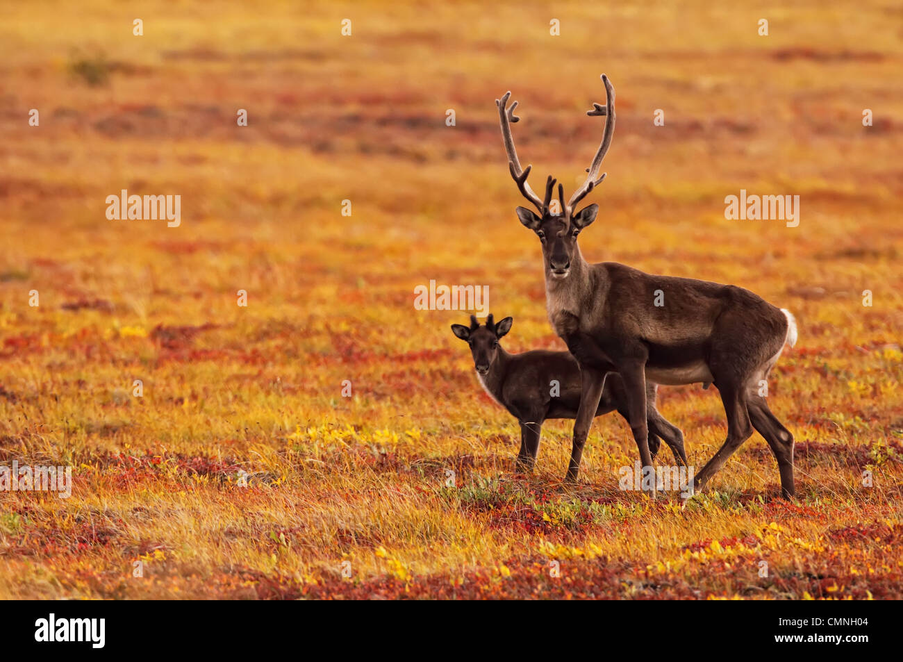 Caribou calf hi-res stock photography and images - Alamy