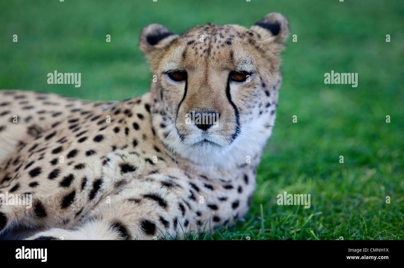 Cheetah animals hi-res stock photography and images - Alamy