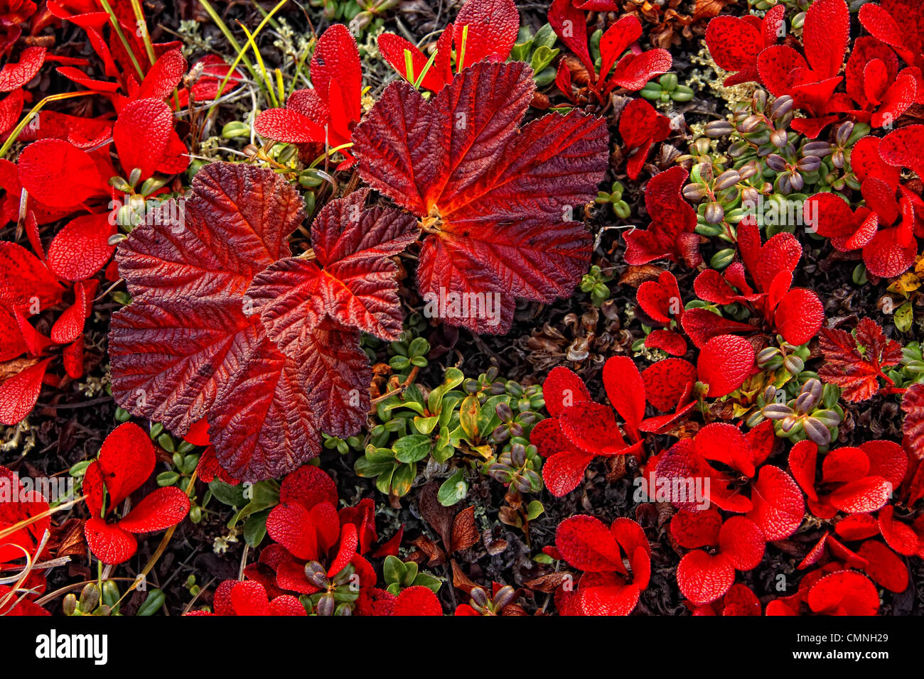Bearberry and Cloudberry plants in fall colour, Dempster Highway, Yukon ...