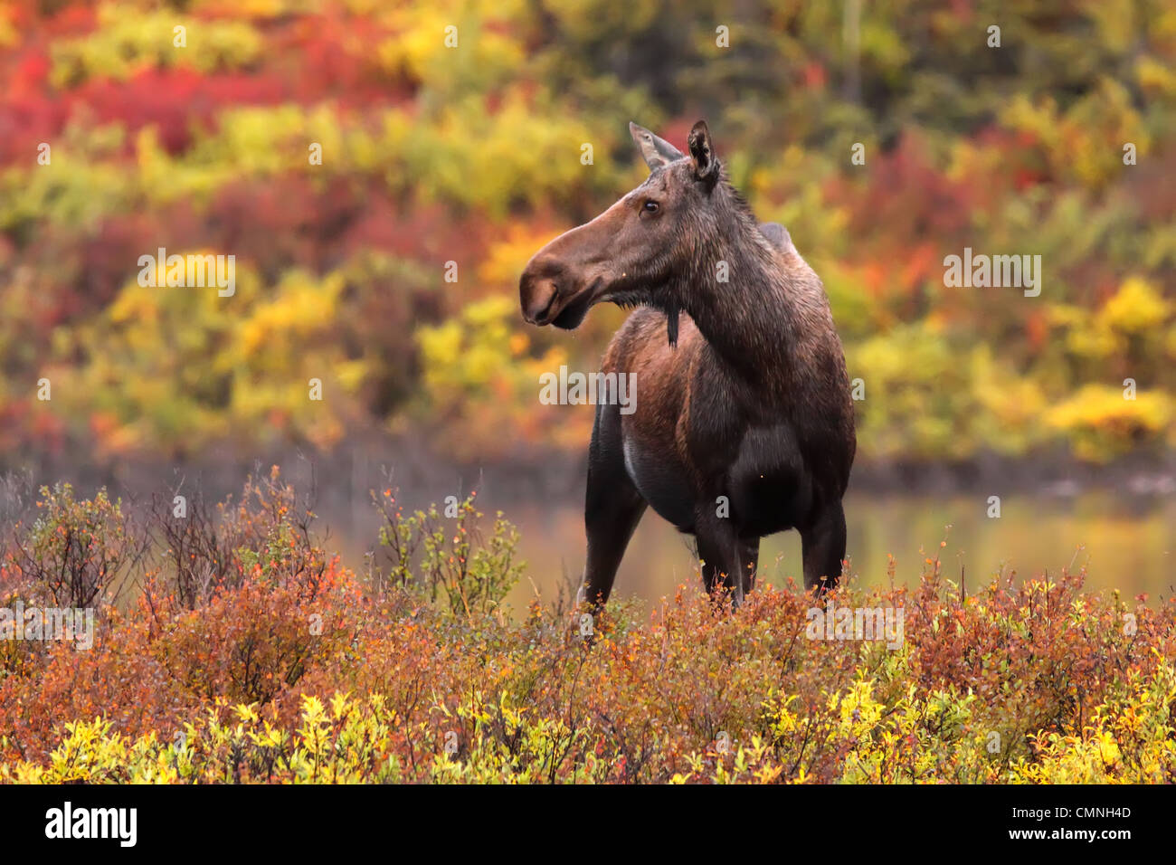 Adult female moose in the autumn, Dempster Highway, Yukon Stock Photo ...