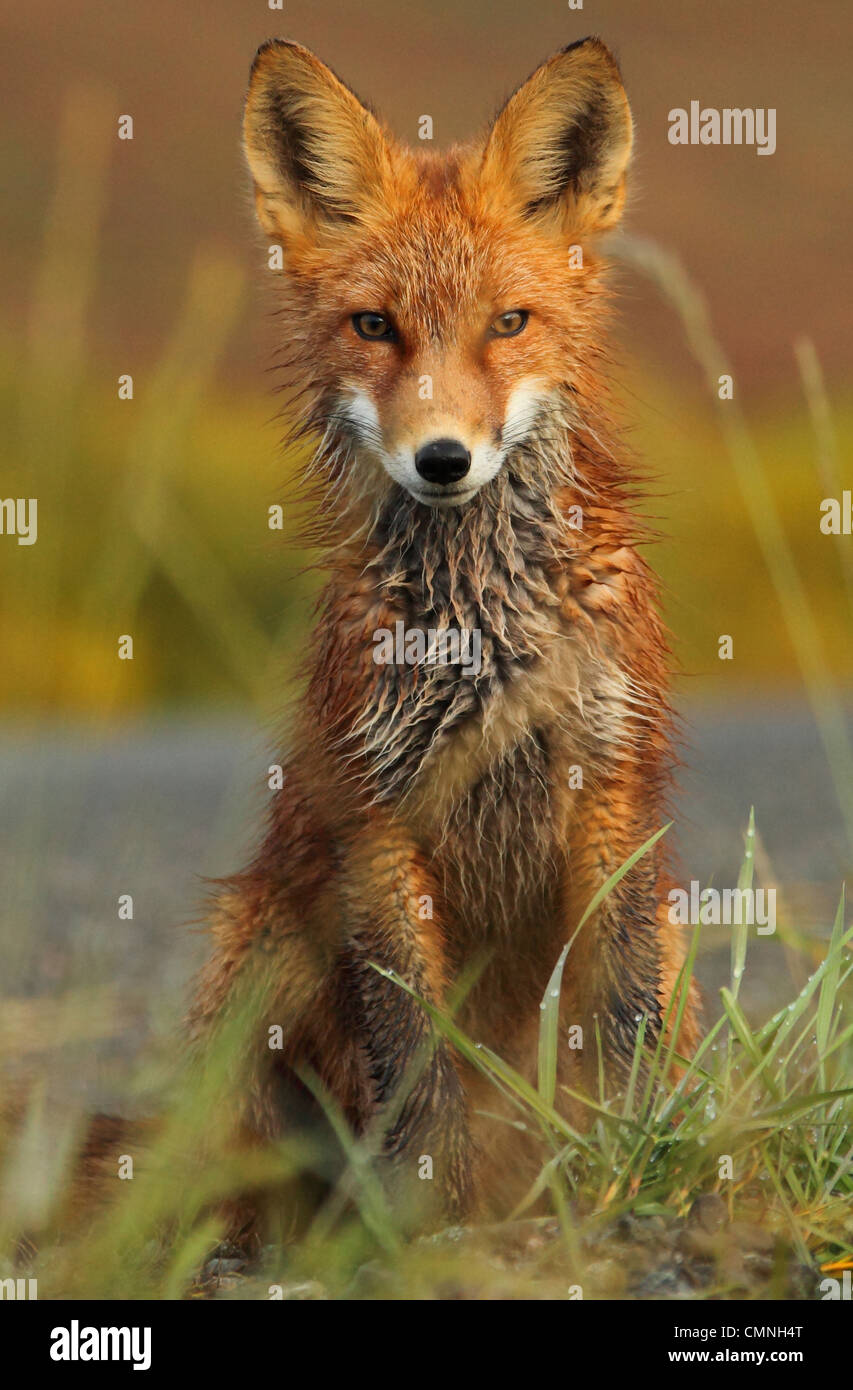 Young red fox, Yukon Stock Photo - Alamy