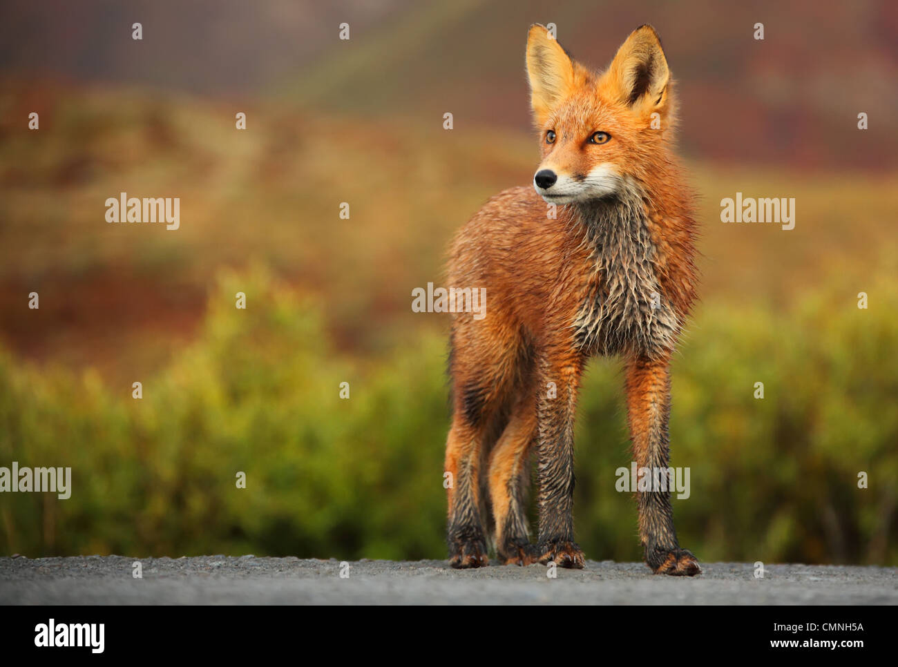 Young red fox, Yukon Stock Photo - Alamy