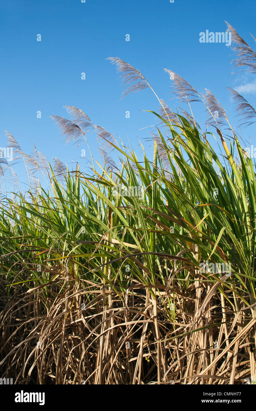Sugar cane crops australia hi-res stock photography and images - Alamy