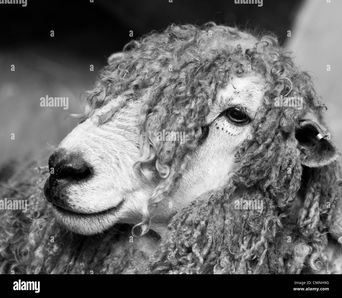 Sheep wool dreadlocks hi-res stock photography and images - Alamy