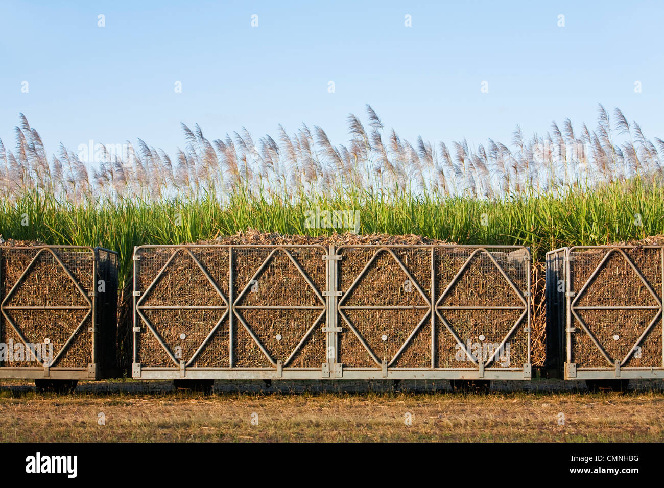 Sugarcane transport hi-res stock photography and images - Alamy
