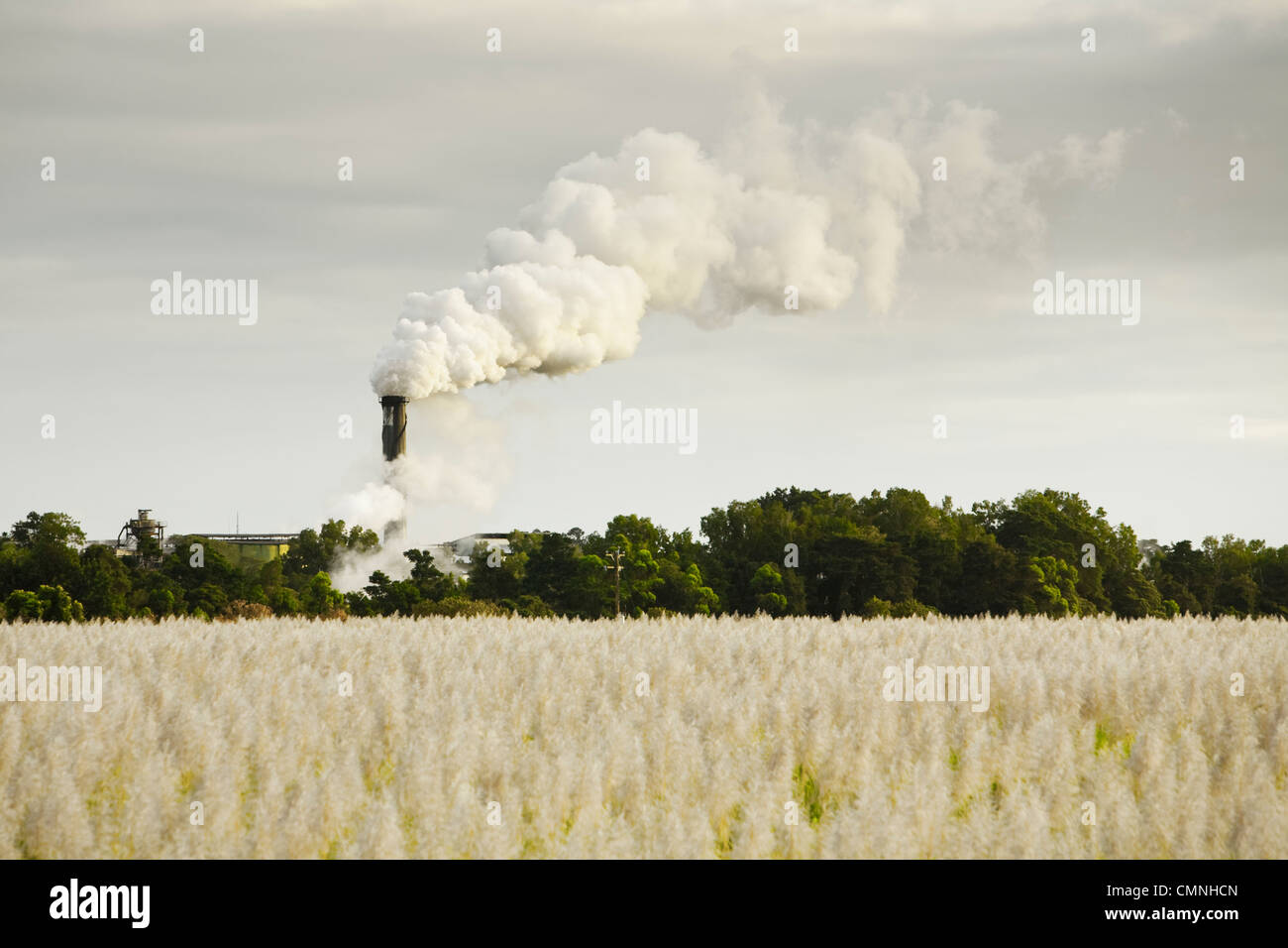 View across sugar cane field to smoke stack of the Mulgrave Sugar Mill ...