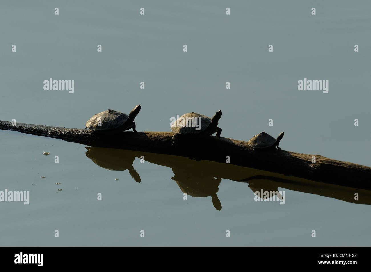 Indian Tent Turtle High Resolution Stock Photography and Images - Alamy