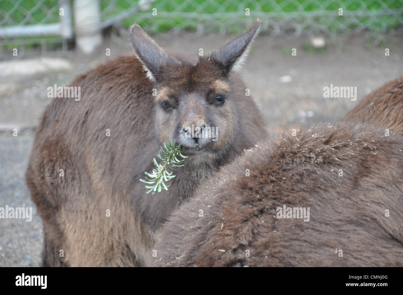 Kangaroo eating grass hi-res stock photography and images - Alamy