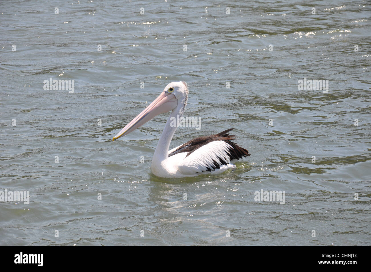 Pelican sitting on water Stock Photo - Alamy