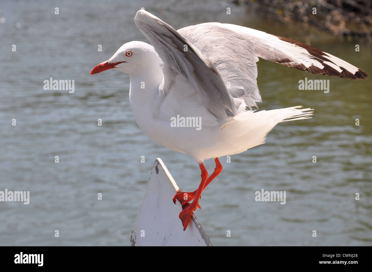 Seagull clapping its Wings Stock Photo - Alamy