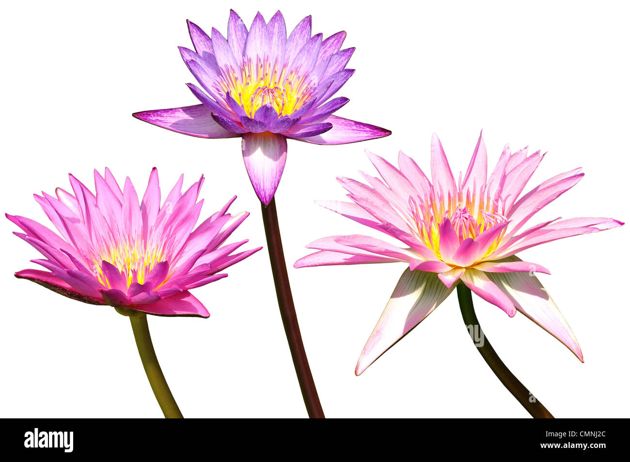 Lotus pack three isolated over white background Stock Photo - Alamy