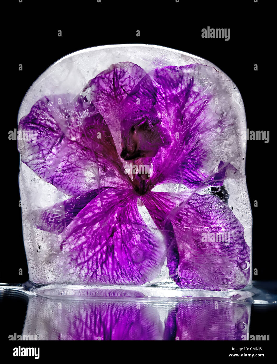 Purple Orchard frozen in Ice Stock Photo - Alamy