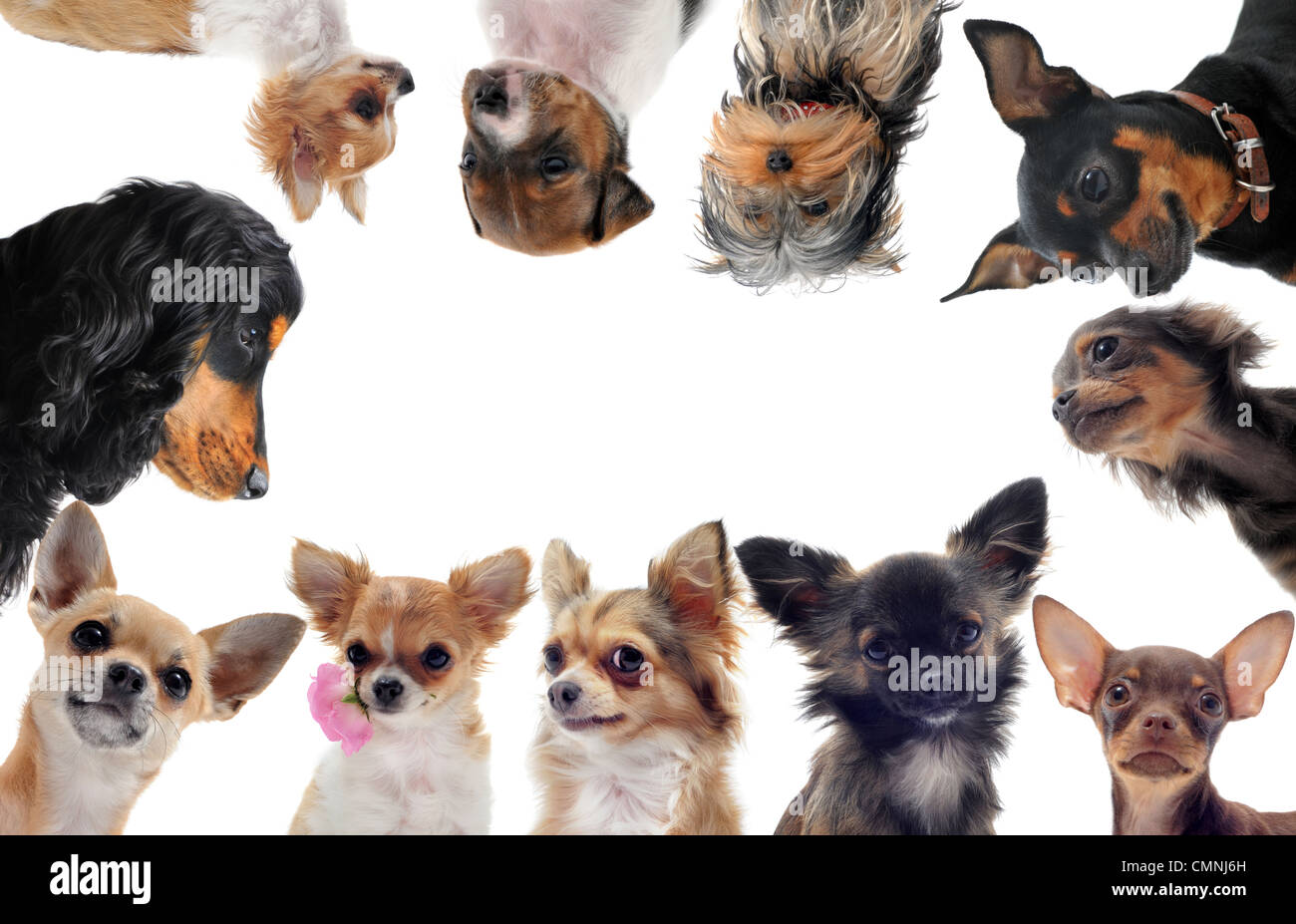 group of purebred little dogs in front of white background Stock Photo ...