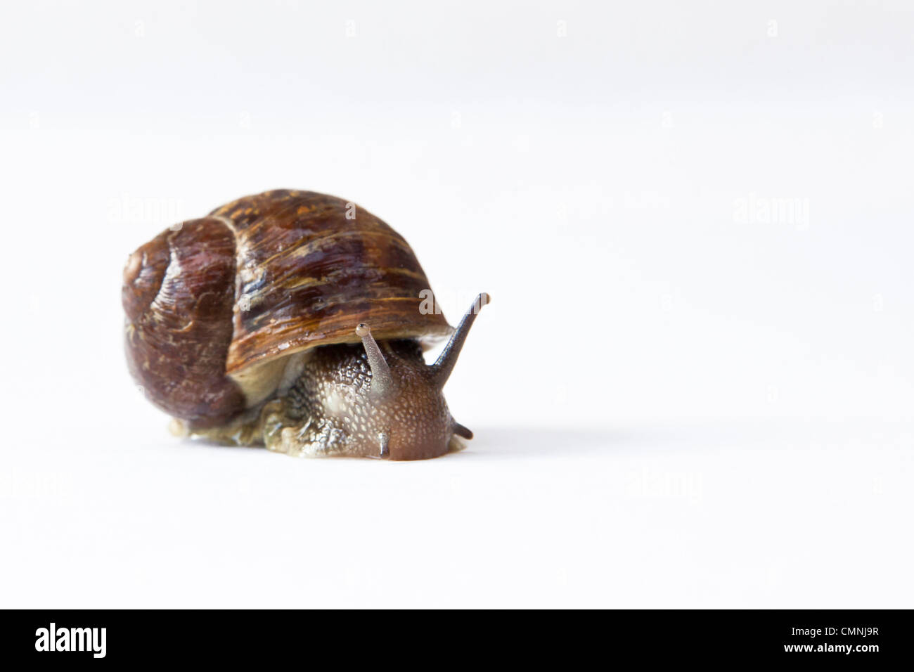 A common brown garden snail in its spiral shell with eye-tentacles ...