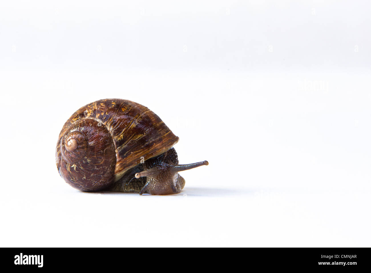 A common brown garden snail in its spiral shell with eye-tentacles ...