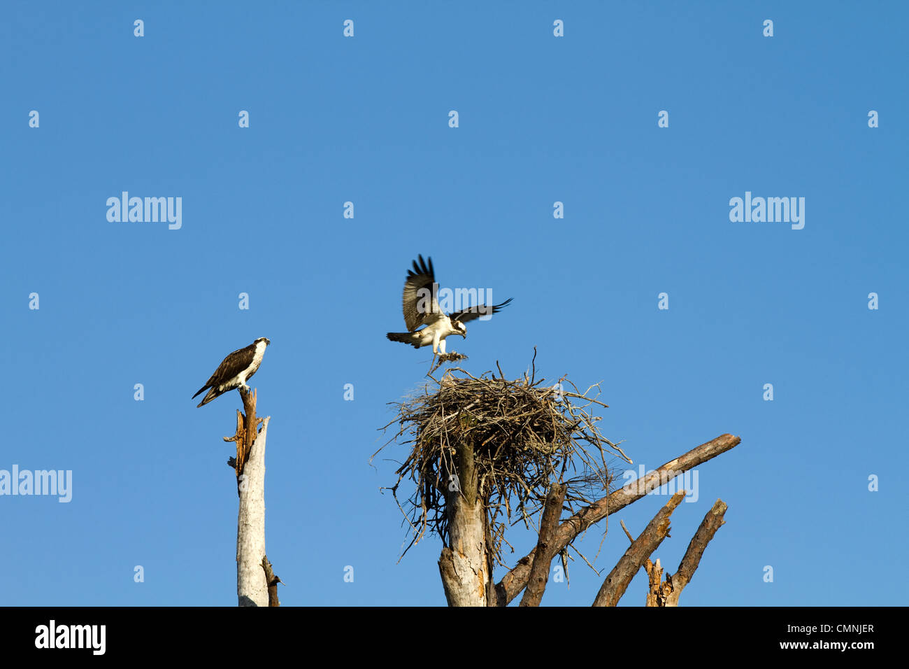Ospreys hi-res stock photography and images - Alamy