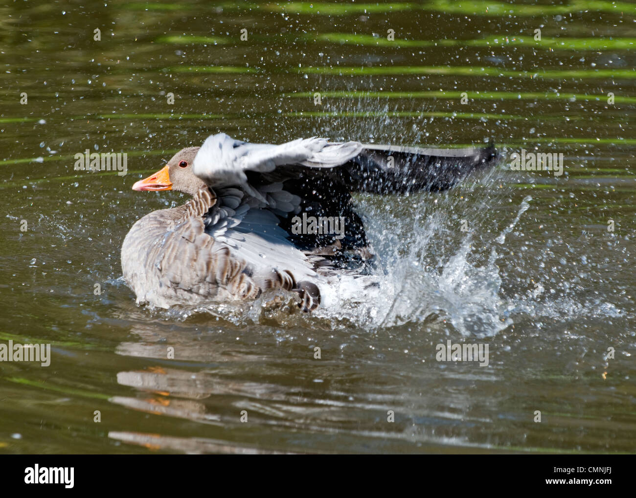 Splashing goose hi-res stock photography and images - Alamy