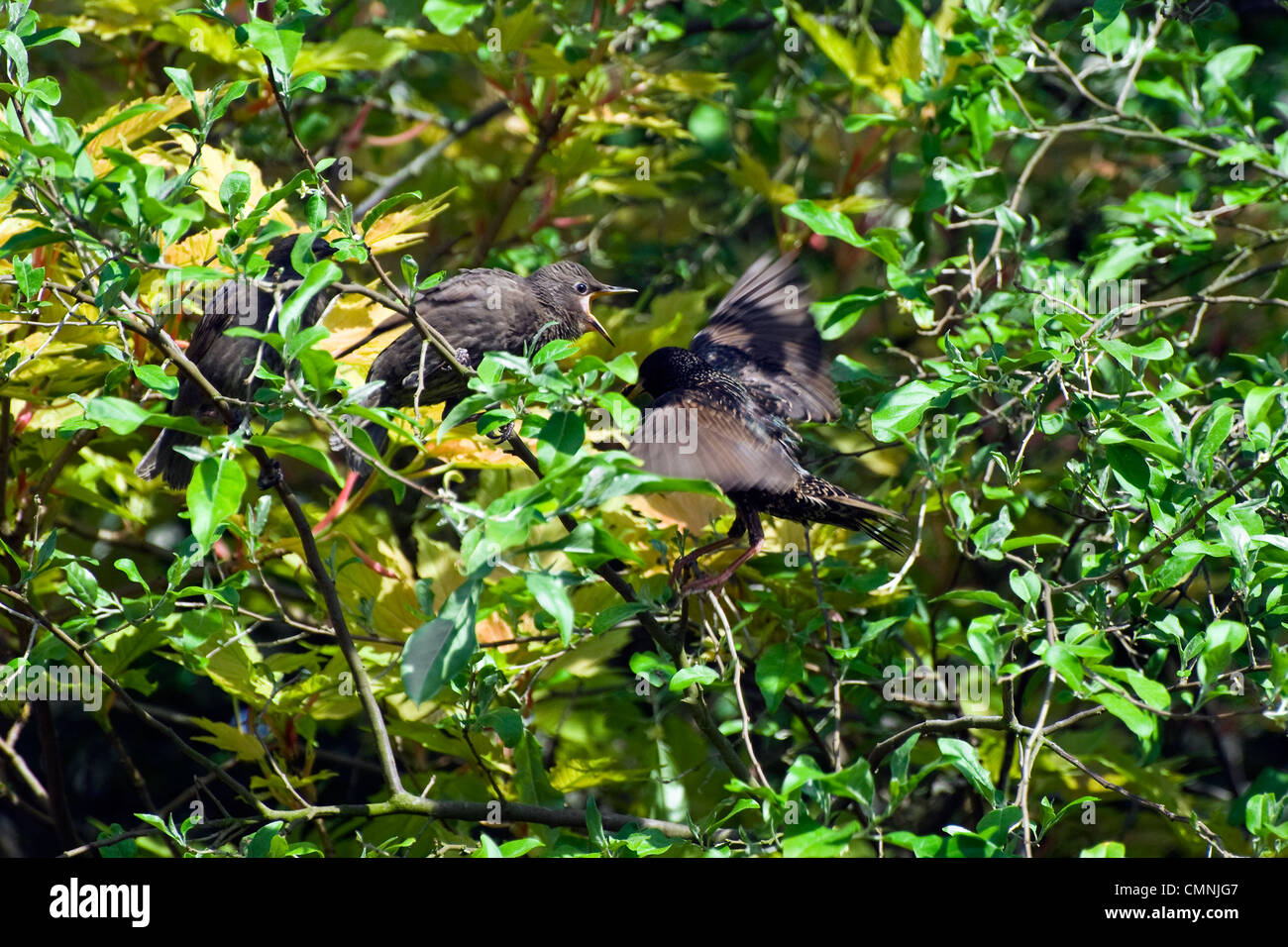 Baby starling hi-res stock photography and images - Alamy