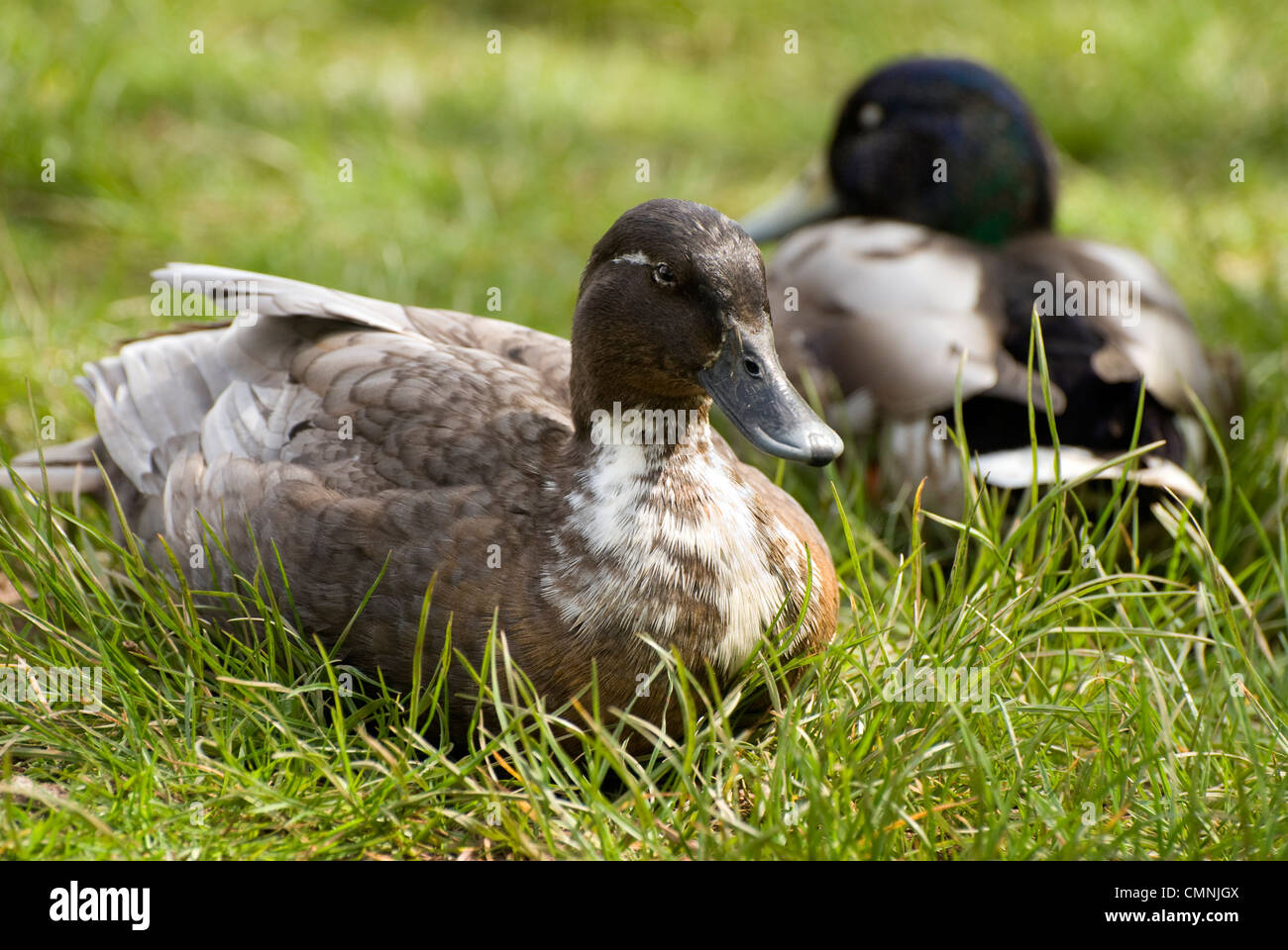 Male and female ducks hi-res stock photography and images - Alamy