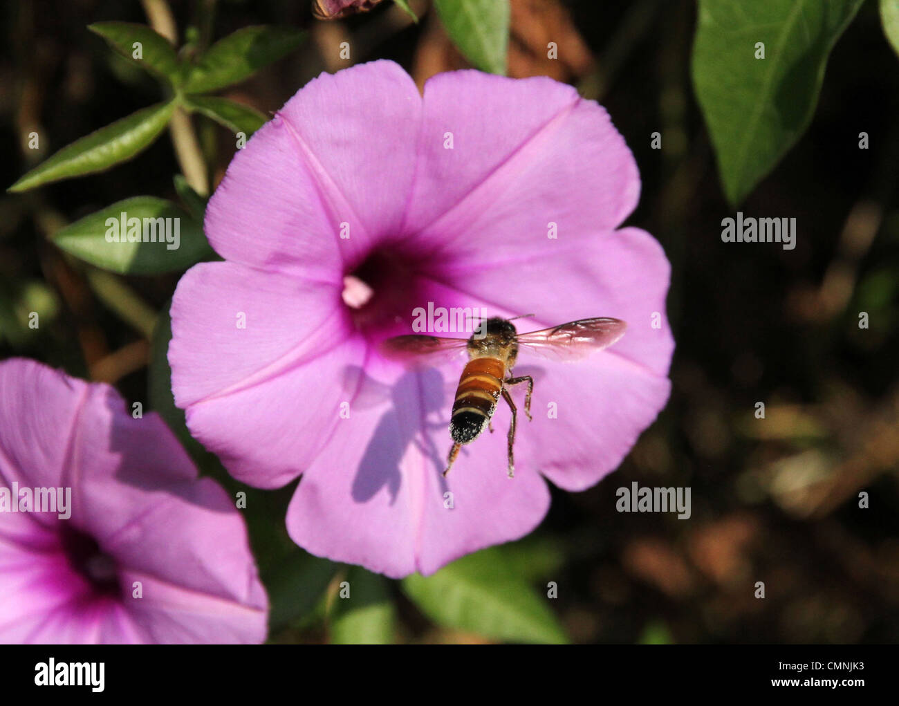 India bee hi-res stock photography and images - Alamy