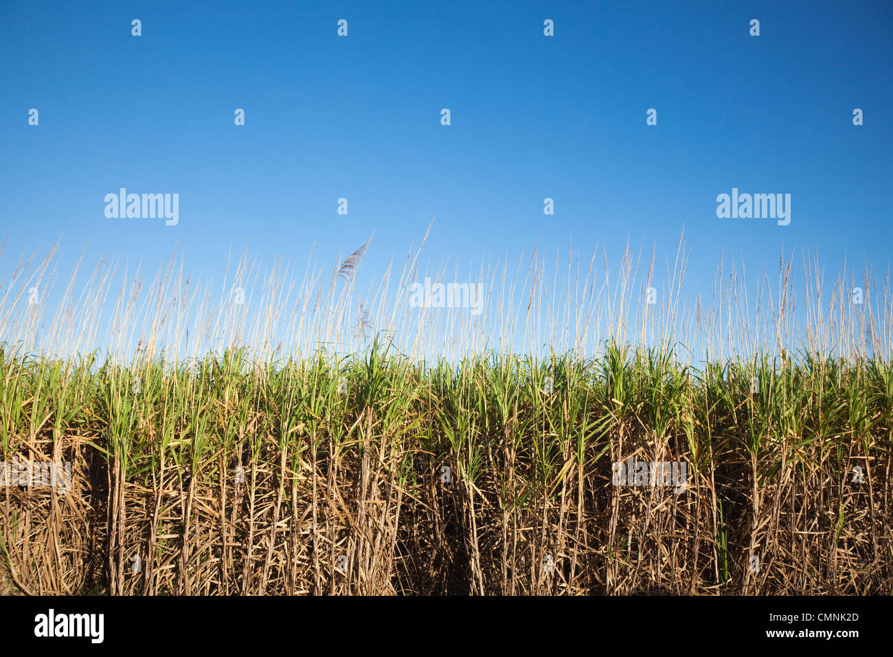 Sugar cane crops australia hi-res stock photography and images - Alamy