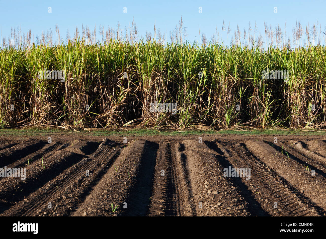 Sugar cane field near Cairns, Queensland, Australia Stock Photo - Alamy